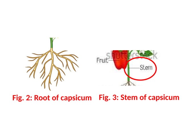 Morphology__of_Capsicum_20102014.ppt.ppt