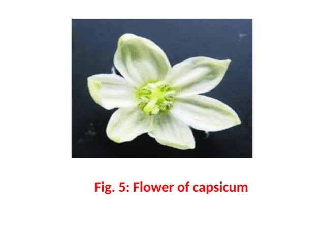 Morphology__of_Capsicum_20102014.ppt.ppt