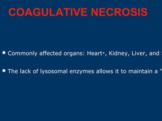 Coagulative Necrosis + Morphology | PPTX