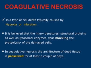 Coagulative Necrosis + Morphology | PPT
