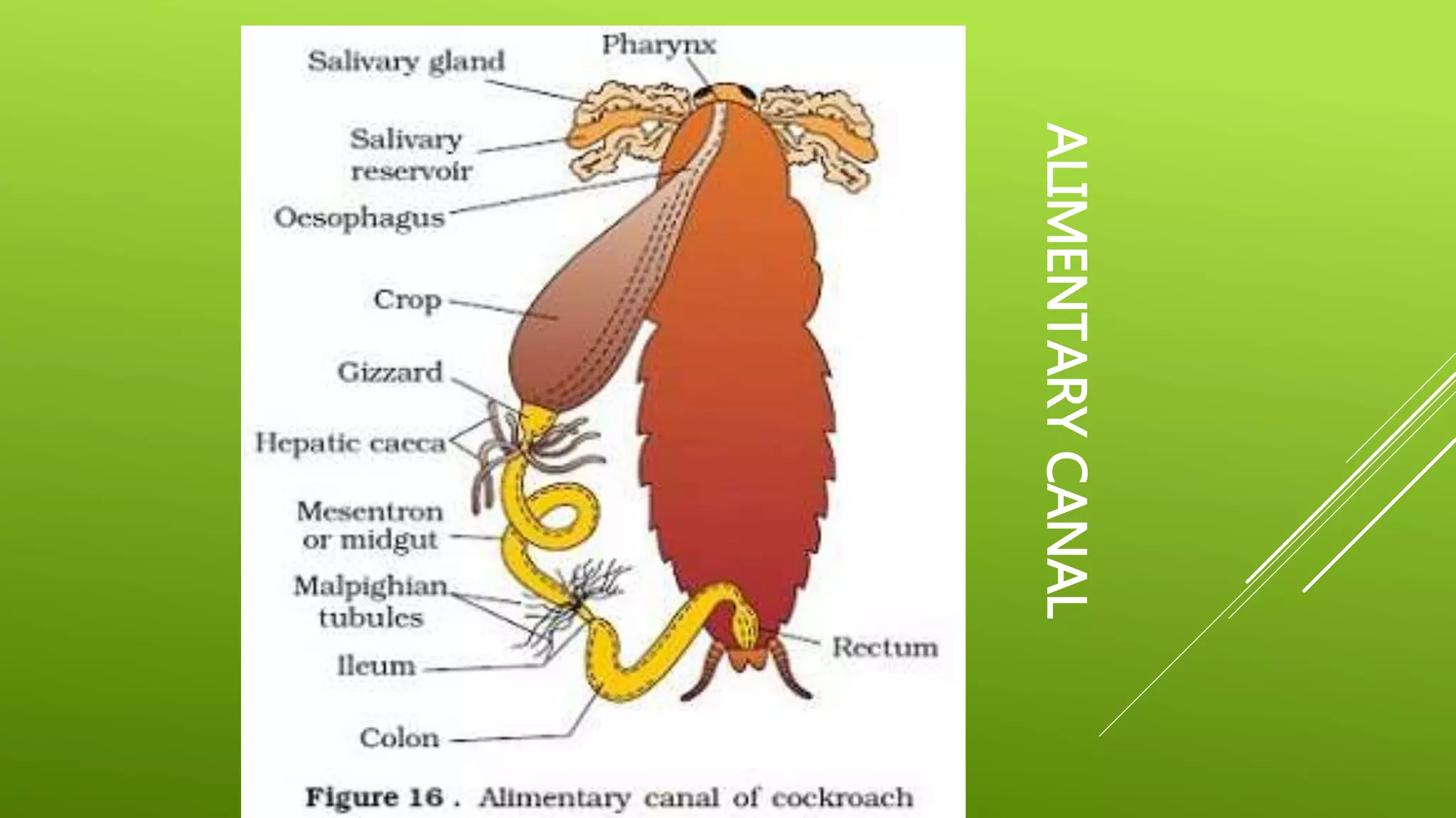 Morphology of cockroach | PPTX