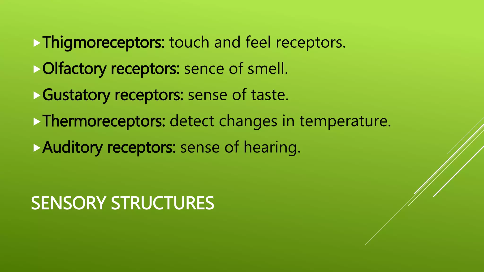 Morphology of cockroach | PPTX