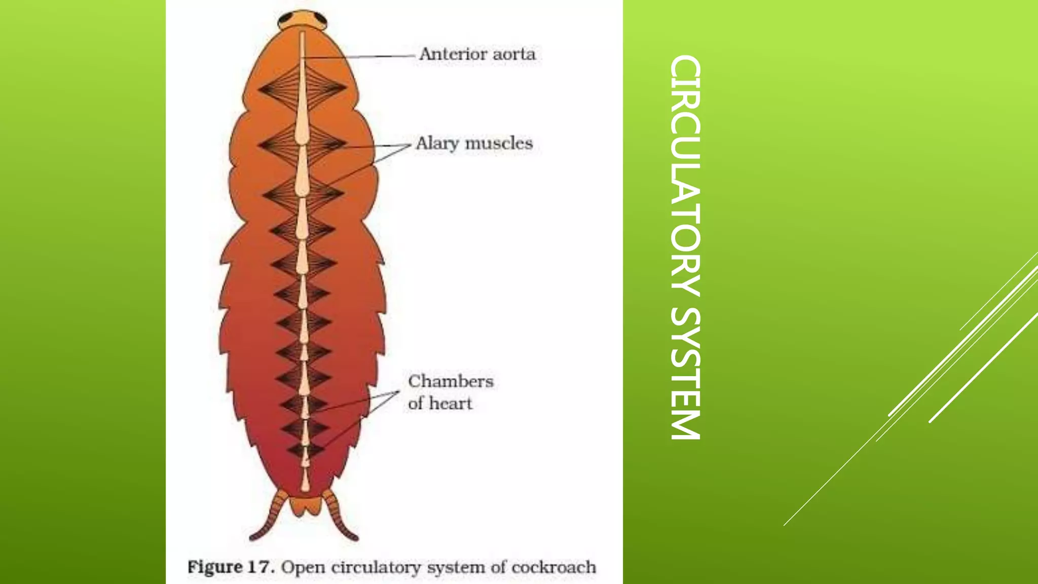Morphology of cockroach | PPTX