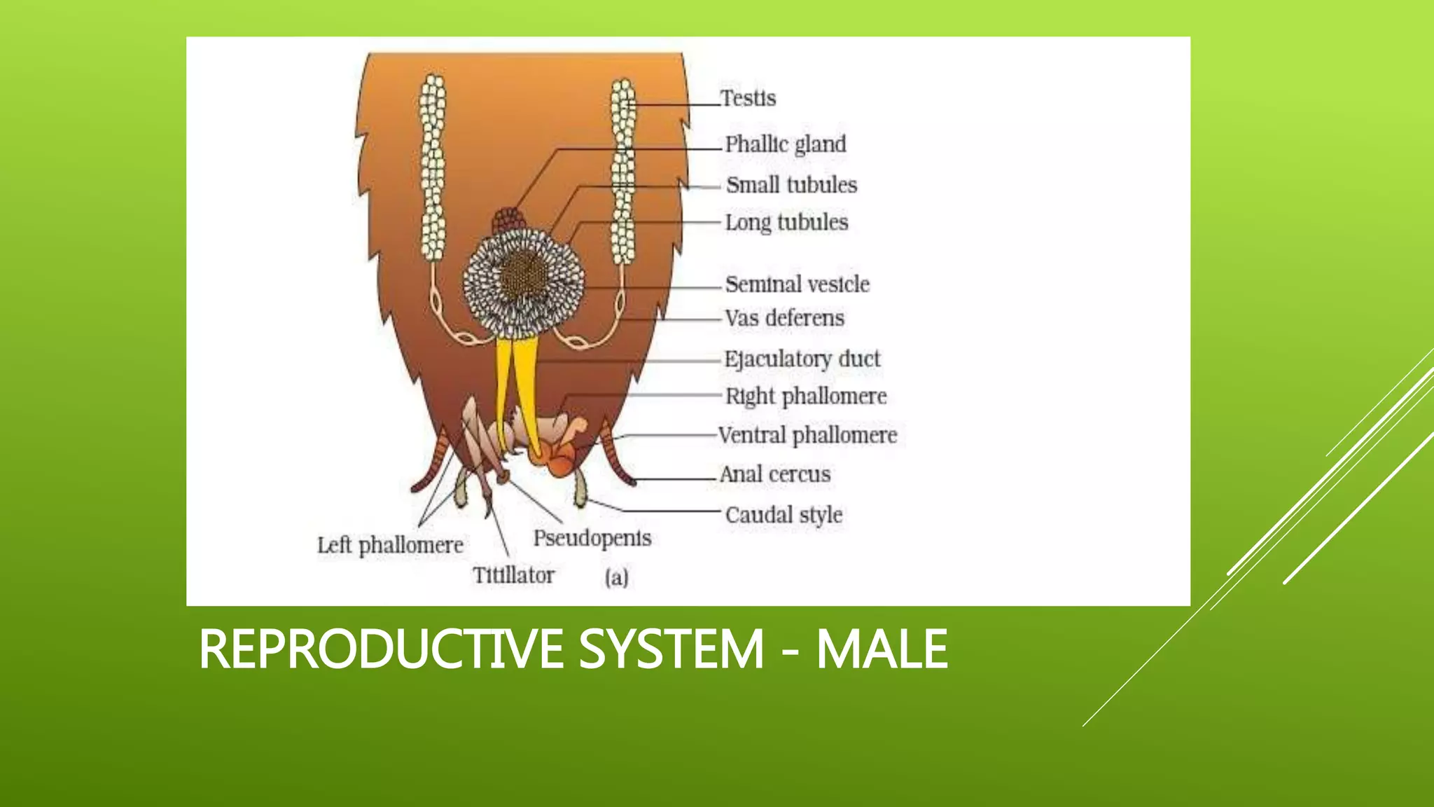 Morphology of cockroach | PPTX