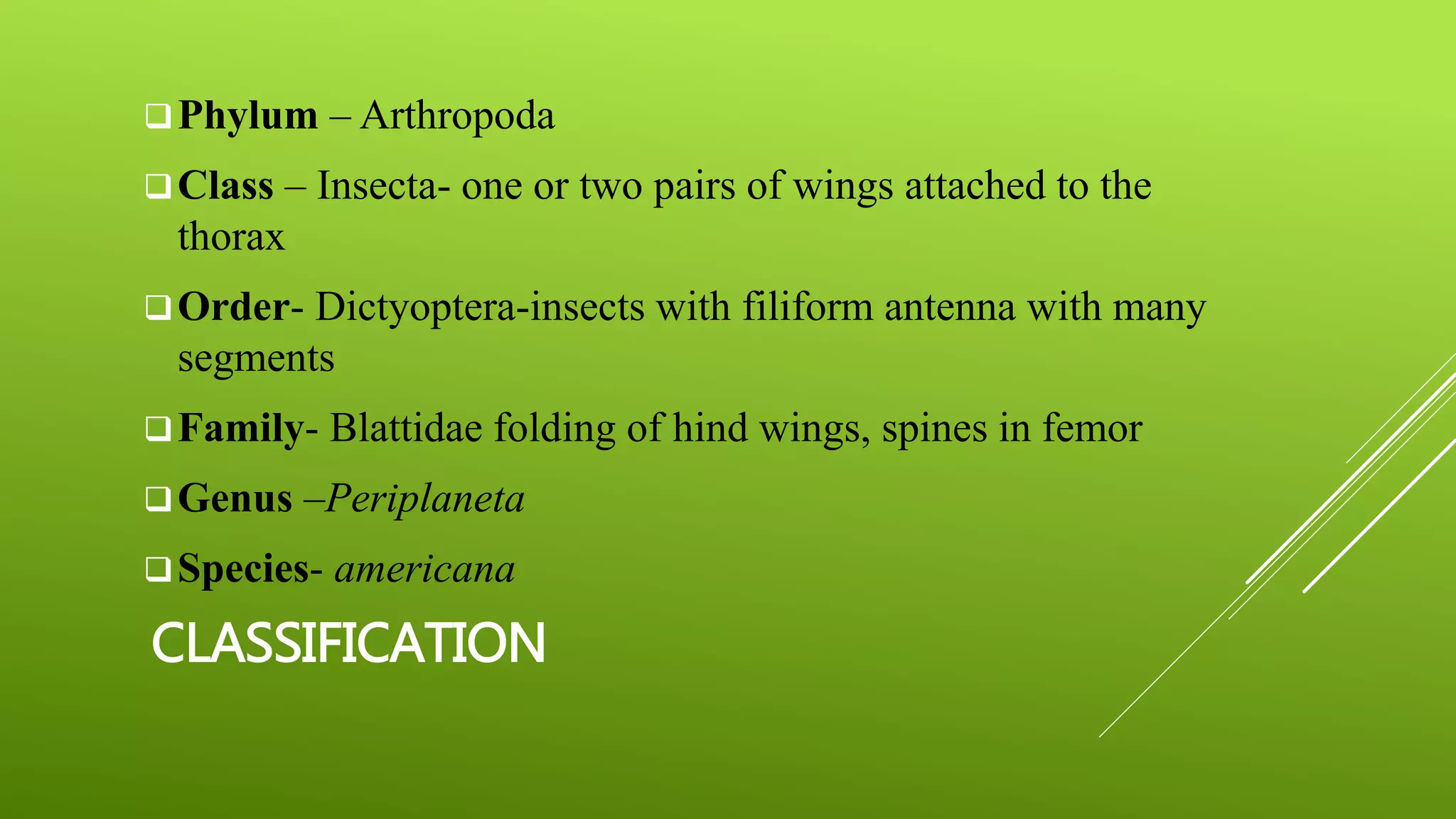 Morphology of cockroach | PPTX