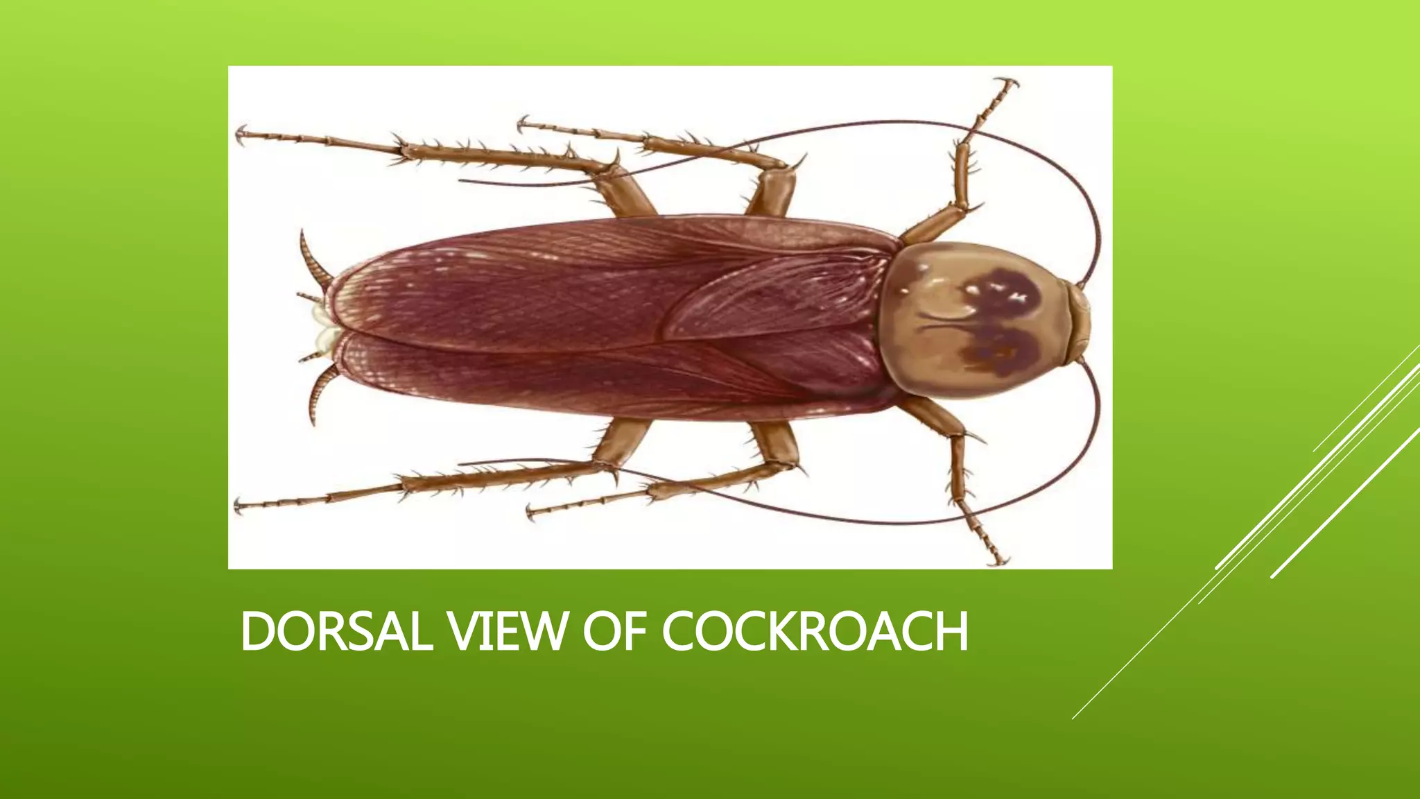 Morphology of cockroach | PPTX
