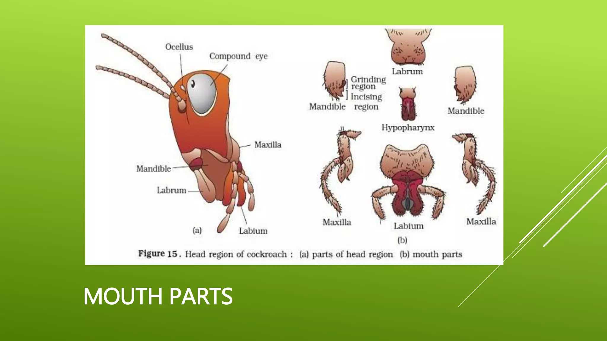 Morphology of cockroach | PPTX