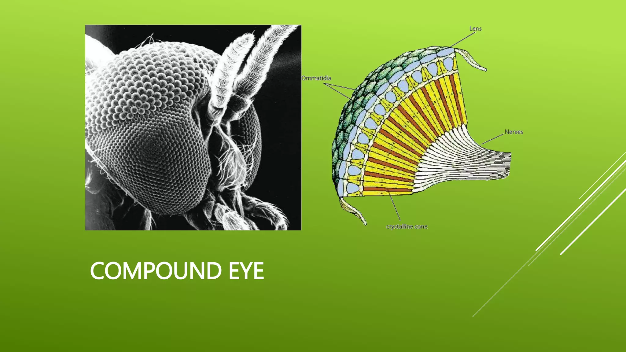 Morphology of cockroach | PPTX