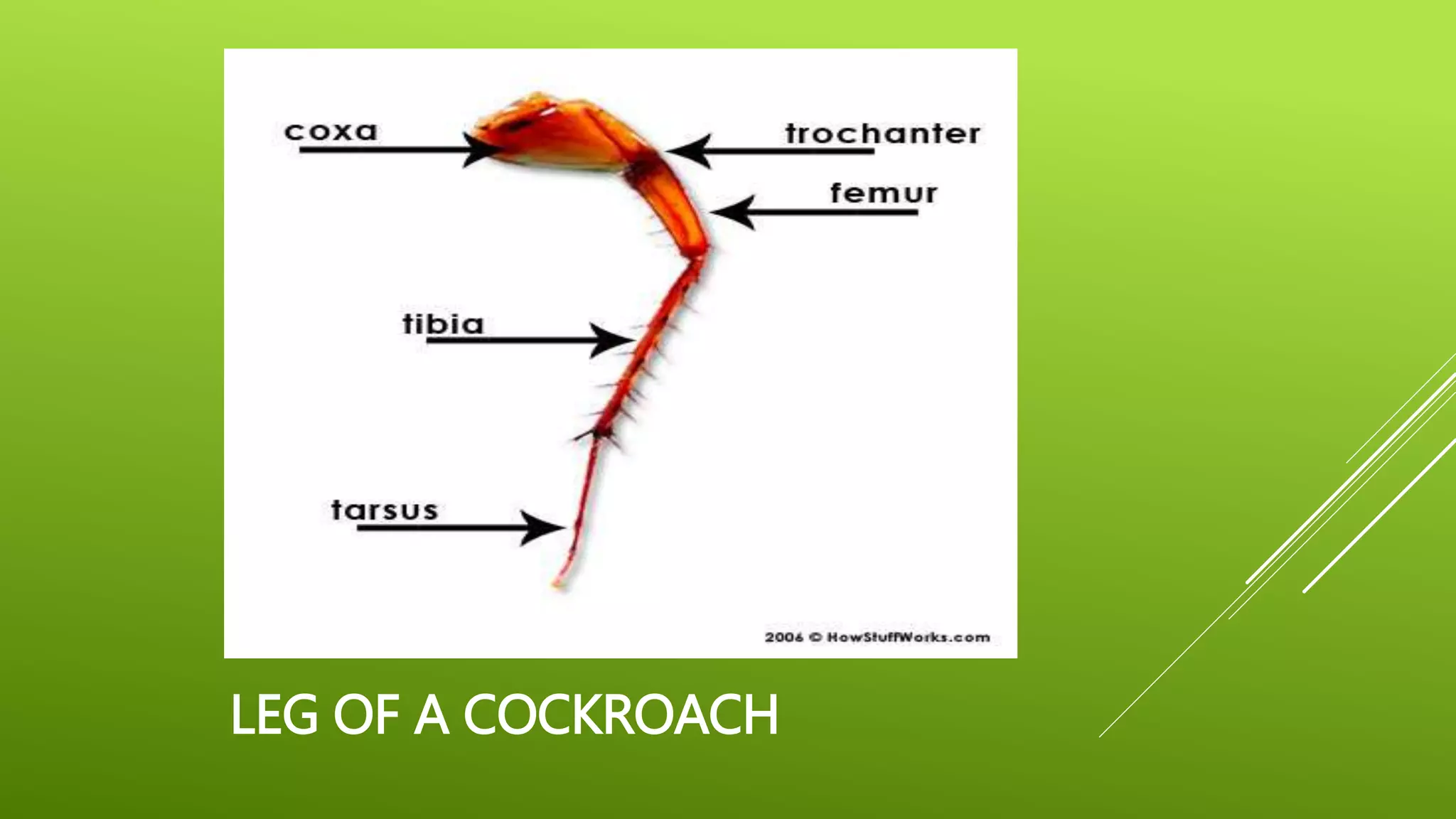 Morphology of cockroach | PPTX