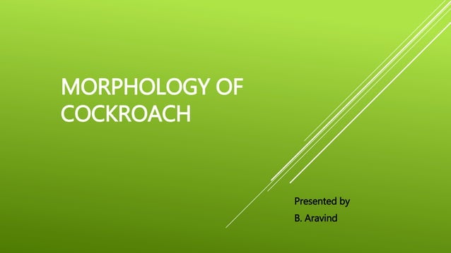 Morphology of cockroach | PPTX | Brain and Nervous System Disorders ...
