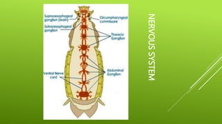 Morphology of cockroach | PPTX
