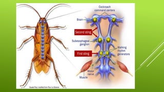 Morphology of cockroach | PPTX