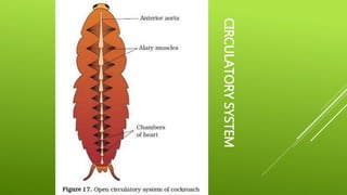 Morphology of cockroach | PPTX