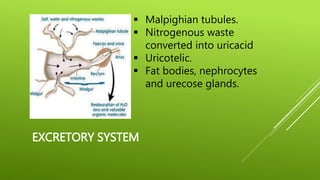 Morphology of cockroach | PPTX