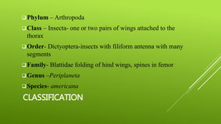 Morphology of cockroach | PPTX
