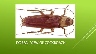Morphology of cockroach | PPTX