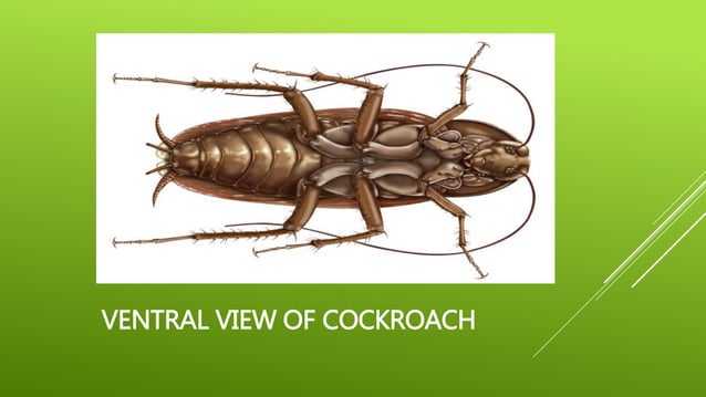 Morphology of cockroach | PPTX | Brain and Nervous System Disorders ...