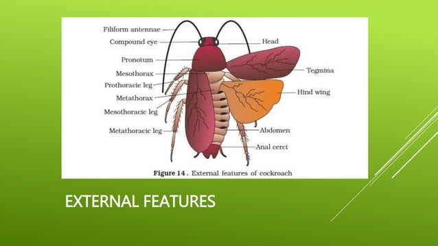 Morphology of cockroach | PPTX | Brain and Nervous System Disorders ...