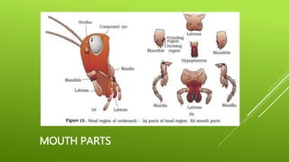 Morphology of cockroach | PPTX