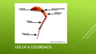 Morphology of cockroach | PPTX