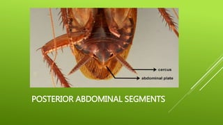 Morphology of cockroach | PPTX