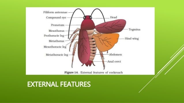 Morphology of cockroach