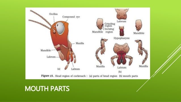 Morphology of cockroach
