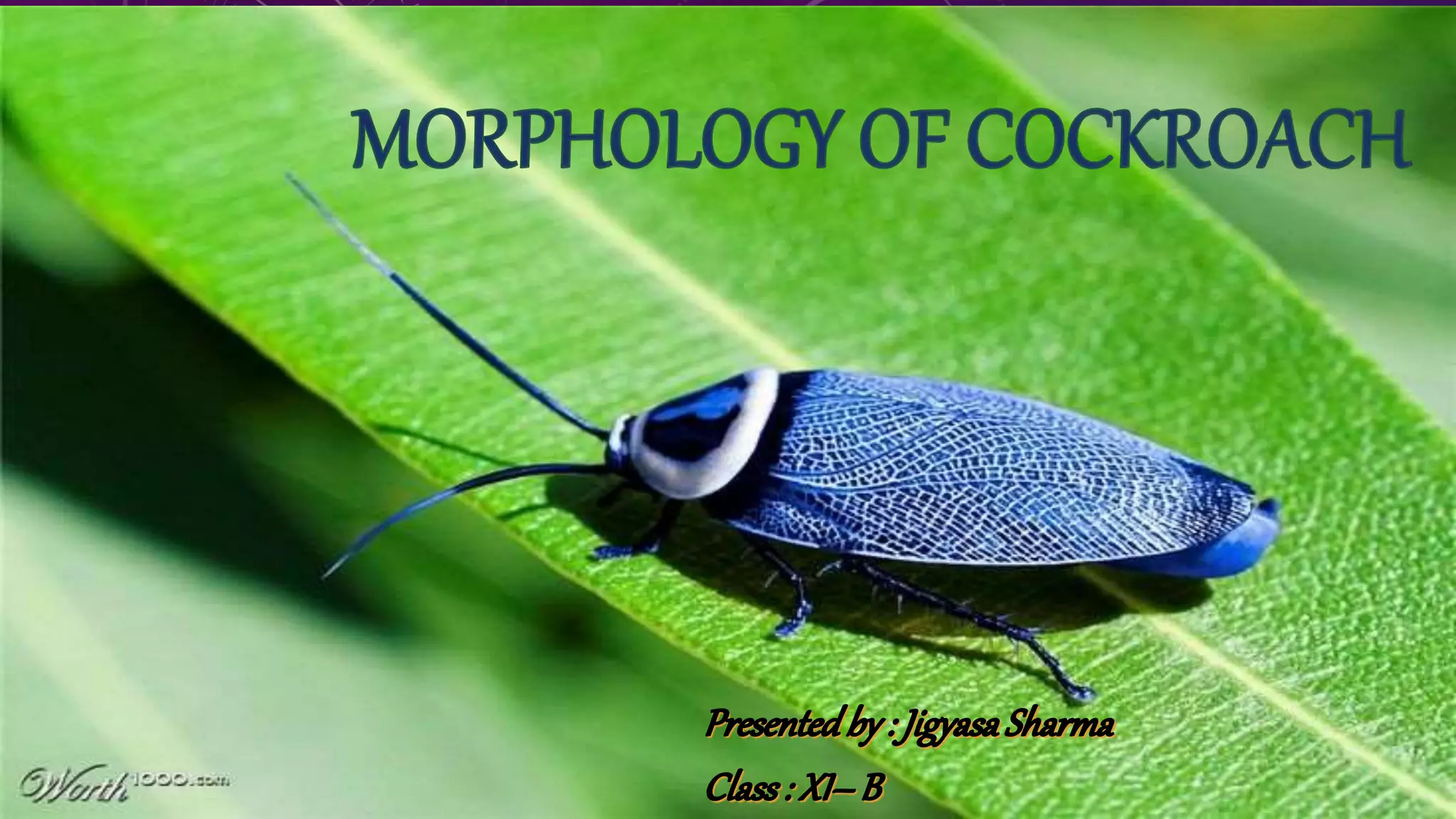 Morphology of cockroach 2 | PPT | Free Download