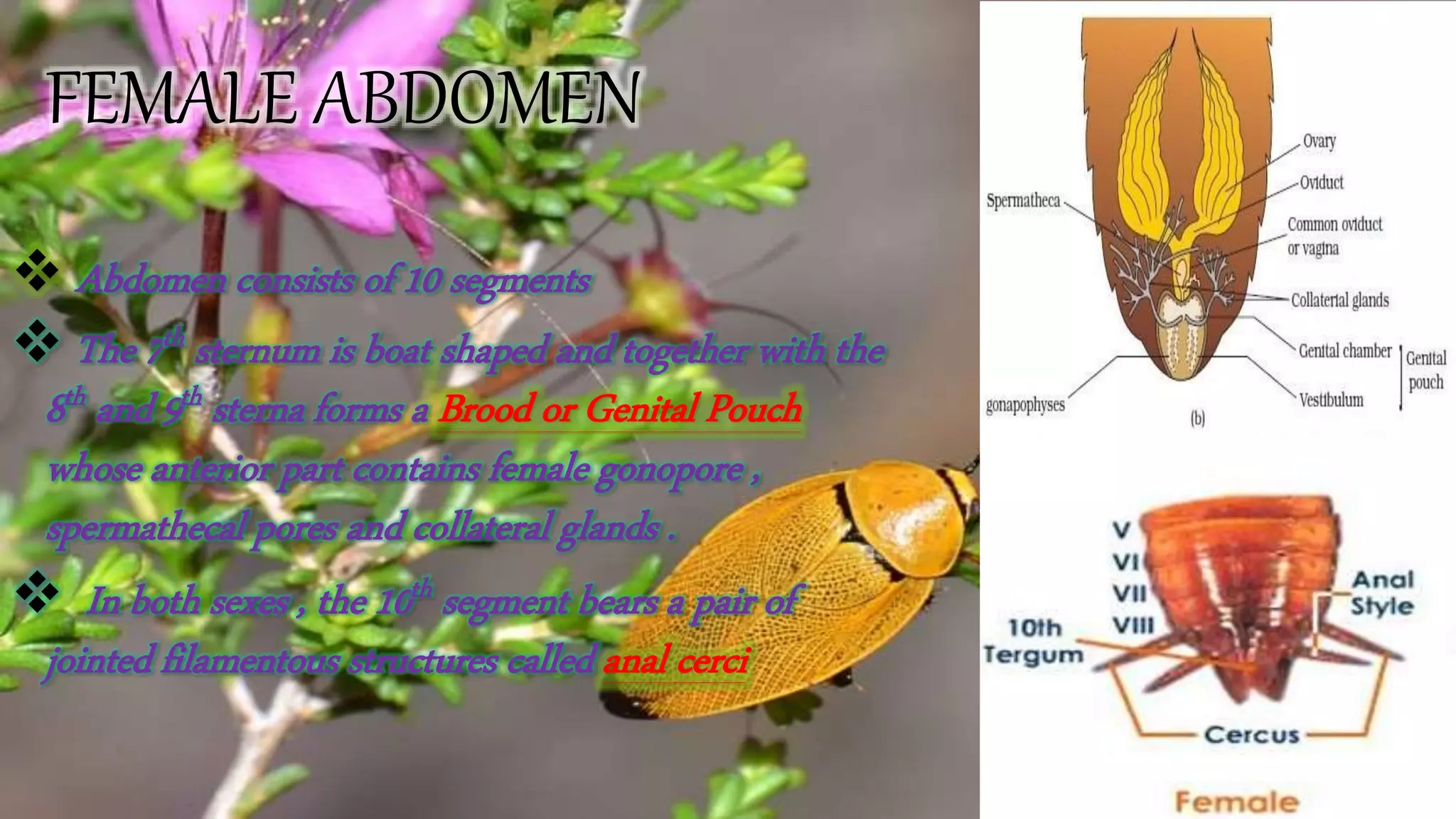 Morphology of cockroach 2 | PPTX