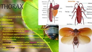 Morphology of cockroach 2 | PPTX