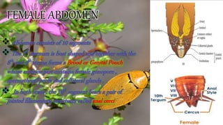 Morphology of cockroach 2 | PPTX