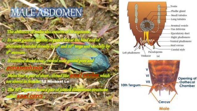 Morphology of cockroach 2 | PPT