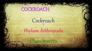 Morphology of cockroach 2 | PPTX