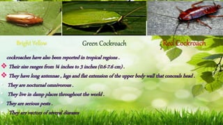 Morphology of cockroach 2 | PPTX