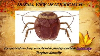 Morphology of cockroach 2 | PPTX