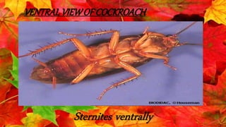 Morphology of cockroach 2 | PPTX