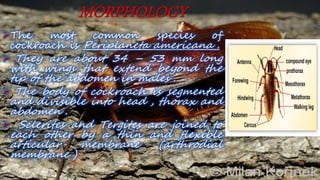 Morphology of cockroach 2 | PPTX
