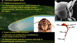 Morphology of cockroach 2 | PPTX
