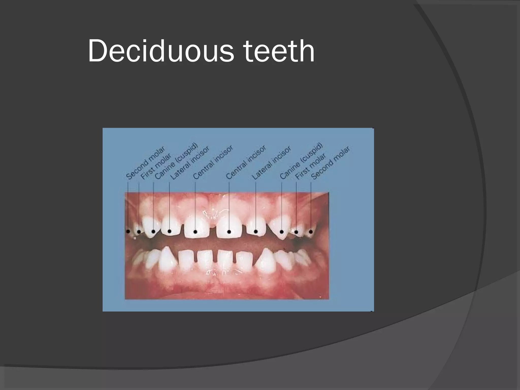 Morphology of deciduous dentition | PPT