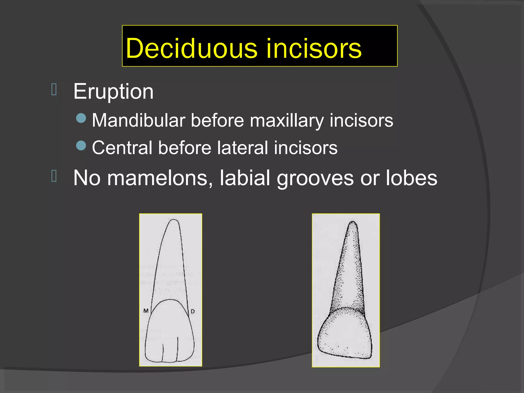 Morphology of deciduous dentition | PPT