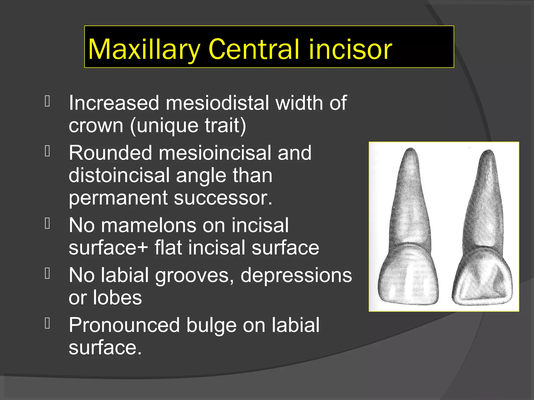 Morphology of deciduous dentition | PPT