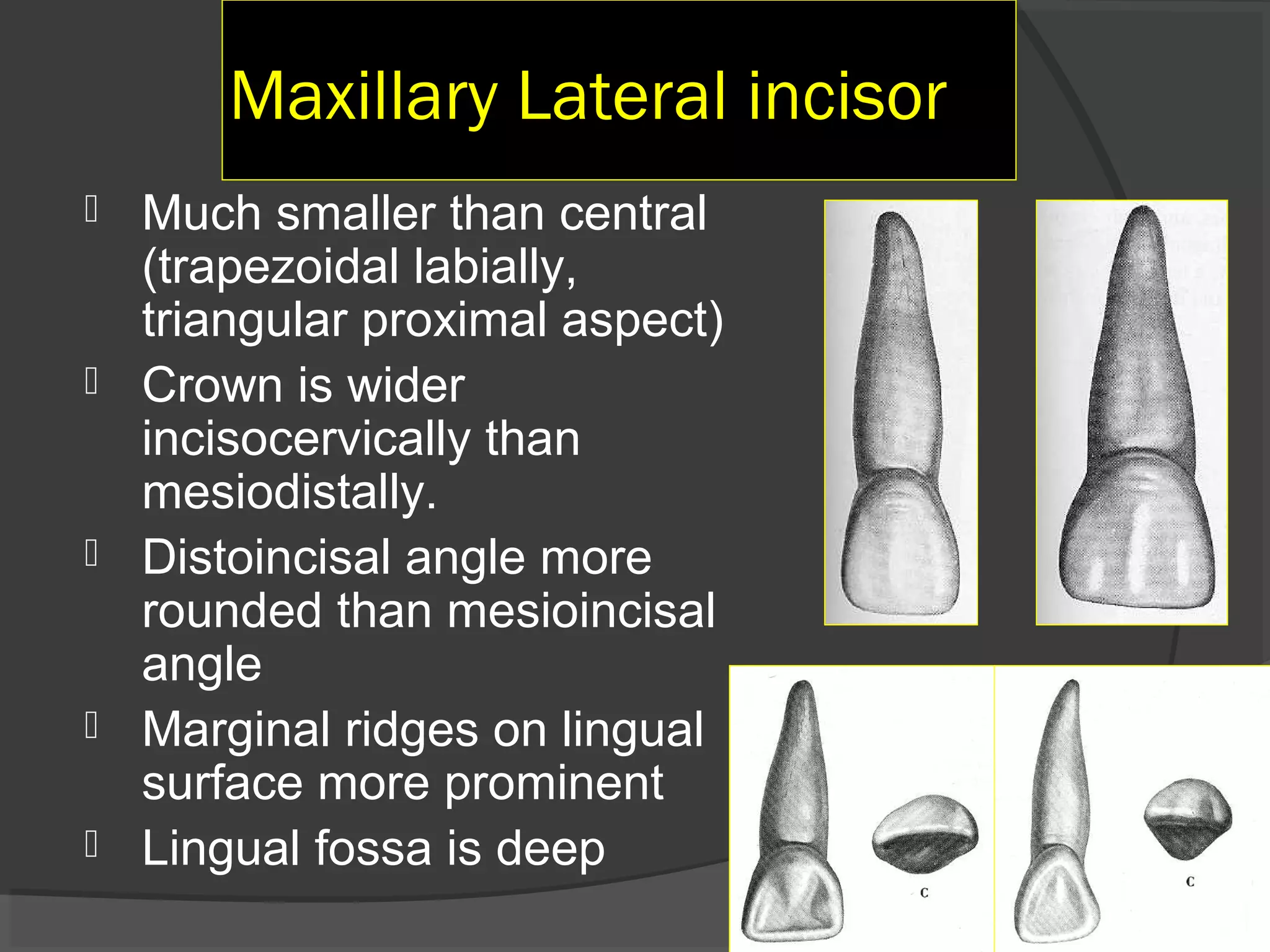 Morphology of deciduous dentition | PPT | Oral care | Personal Care
