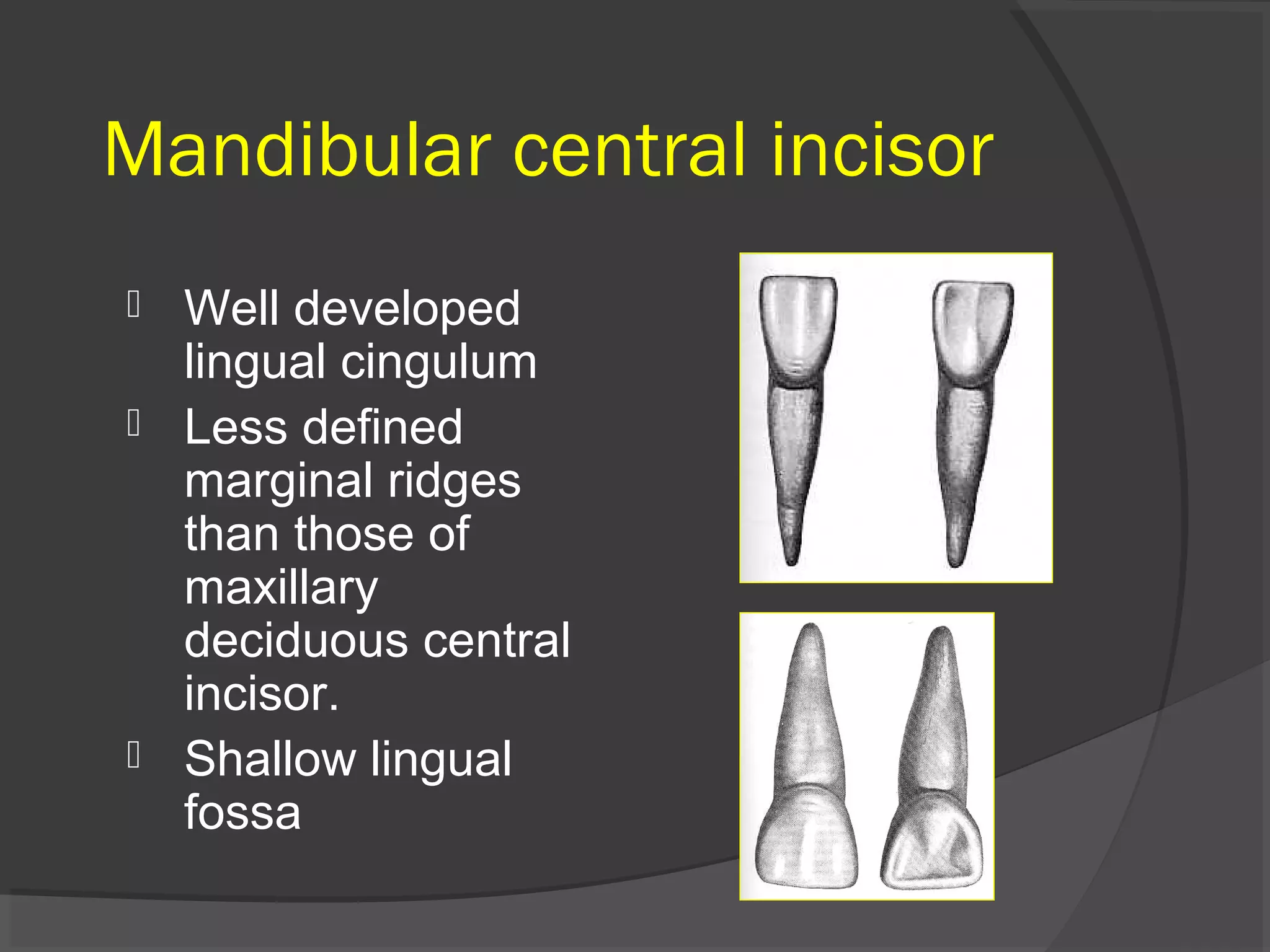 Morphology of deciduous dentition | PPT | Oral care | Personal Care