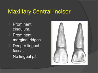 Morphology of deciduous dentition | PPT