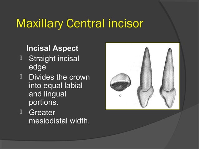 Morphology of deciduous dentition | PPT | Oral care | Personal Care