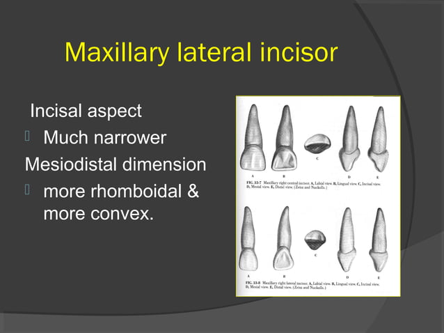 Morphology of deciduous dentition | PPT | Oral care | Personal Care