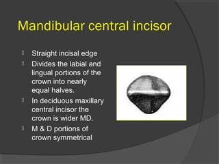 Morphology of deciduous dentition | PPT