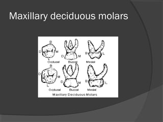 Morphology of deciduous dentition | PPT