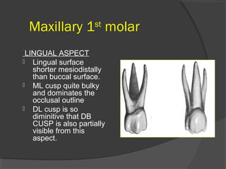 Morphology of deciduous dentition | PPT