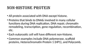 Morphology of Eukaryotic Chromosome Genetics.pptx